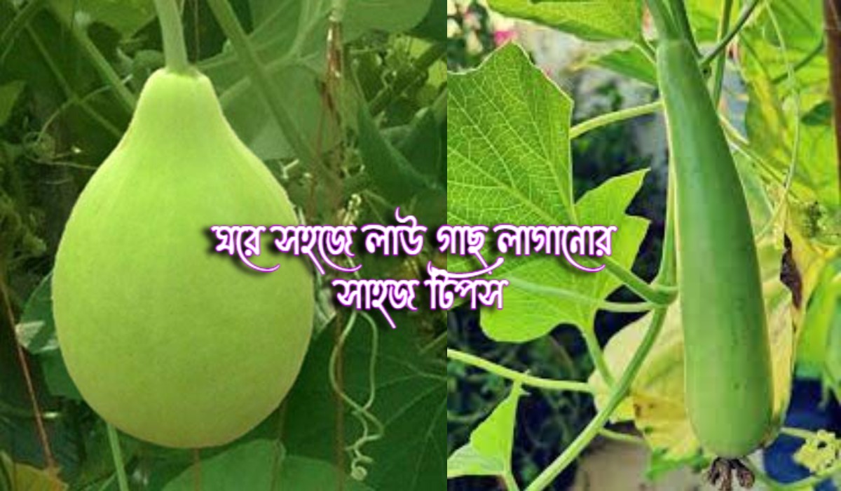 Lauki Plantation At Home। ঘরে সহজে লাউ গাছ লাগানোর টিপস - Aahare Bahare