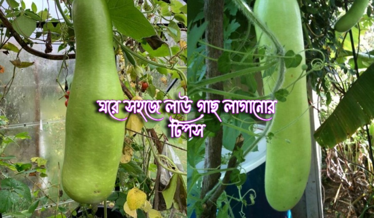 Lauki Plantation At Home। ঘরে সহজে লাউ গাছ লাগানোর টিপস - Aahare Bahare